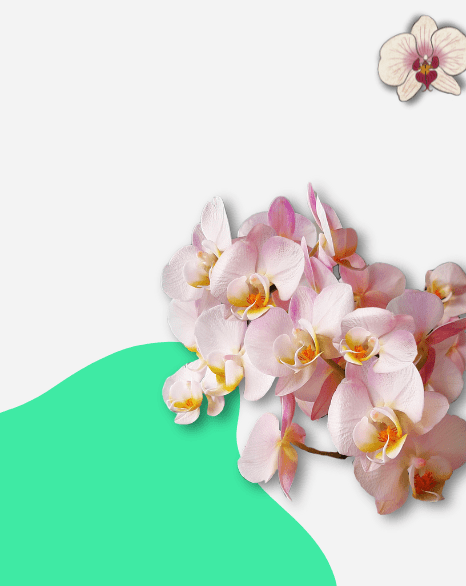 Orchide Cafe – Welcome toOrchid Cafe, your one-stop destination for exquisite dendrobium.