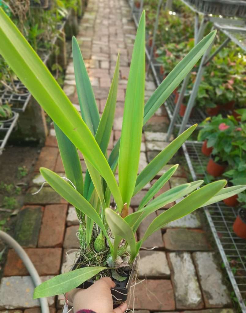 Catt.(Species) Encyclia Jairak arrow – Orchide Cafe