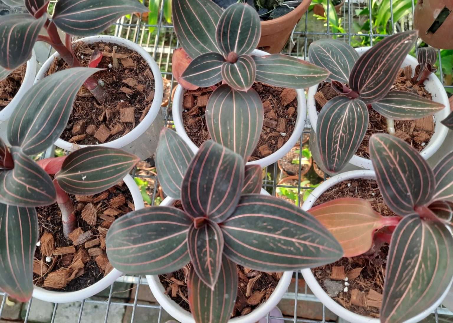 Jewel Orchid (Species) – Orchide Cafe