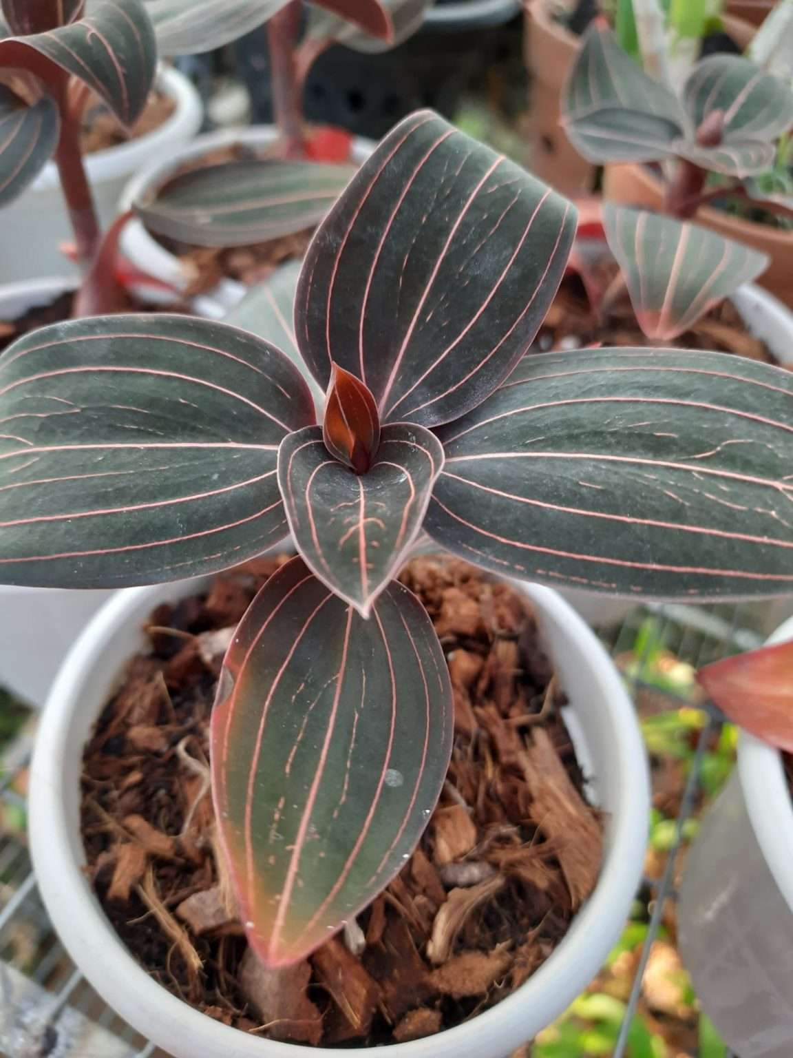 Jewel Orchid (Species) – Orchide Cafe