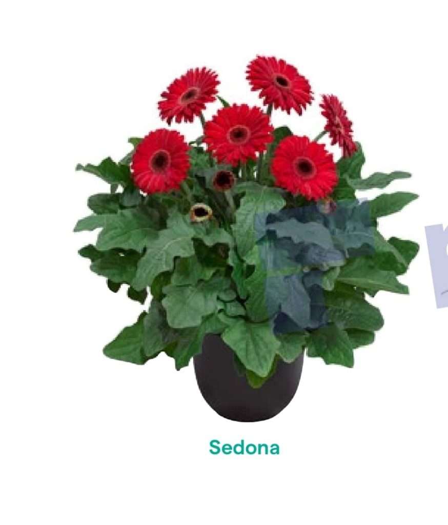 Sedona Holland Patio varieties Tissue Culture Gerbera – Orchide Cafe