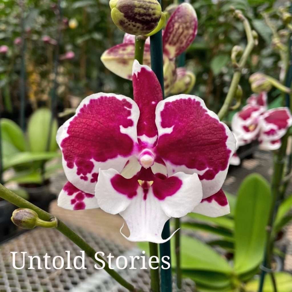 Orchide Cafe – Welcome to Orchid Cafe, your one-stop destination for ...