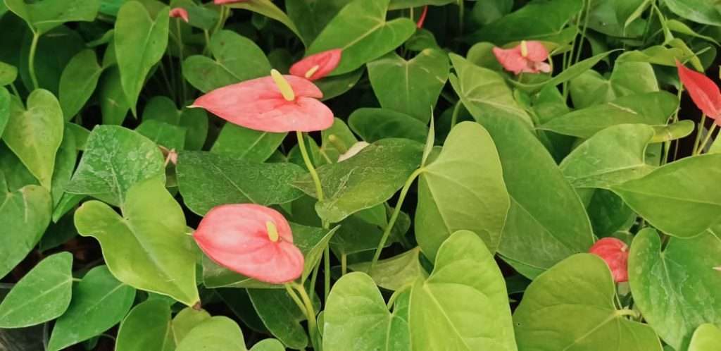 Anthurium Red – Orchide Cafe