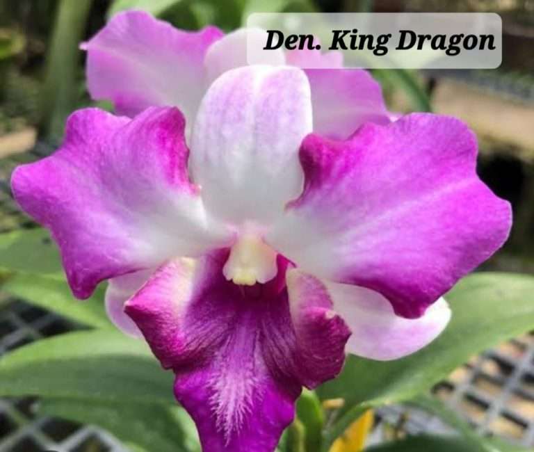 Dendrobium – King Dragon – Orchide Cafe