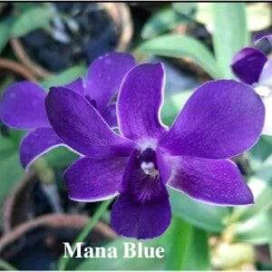 purple mana